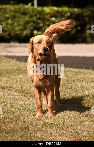 Inquisitive dog - Golden Retriever Stock Photo - Alamy