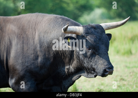 Welsh Black Cattle (Bos taurus). Bull. A docile breed- not all bulls ...