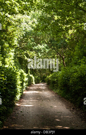 Dance of light through the trees onto the driveway of the Bereleigh ...