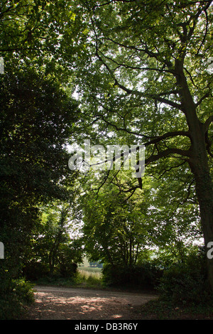 Dance of light through the trees onto the driveway of the Bereleigh ...
