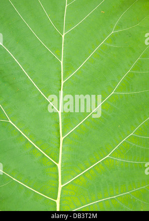 Close up Green Leaf of teak tree Stock Photo - Alamy