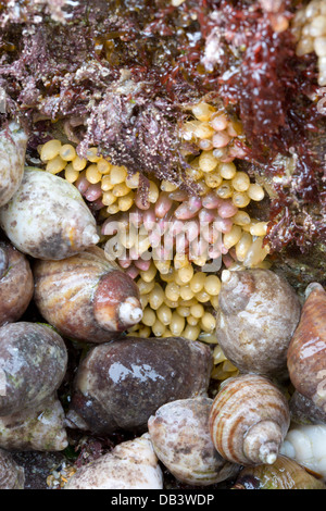 Dog Whelk, Nucella lapillus, Cornwall, Uk Stock Photo - Alamy