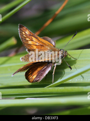 A grass skipper butterfly feeds from daisies in a park in Yamato, Japan ...