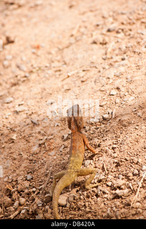 Lizards in arid lands Stock Photo - Alamy