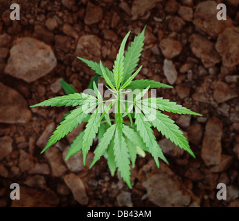 cannabis brown hashish closeup on gray background, moroccan hashish ...