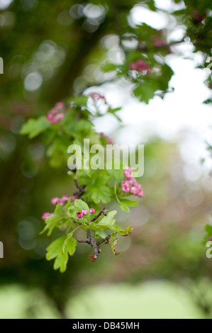 Hawthorne Tree branch Stock Photo - Alamy