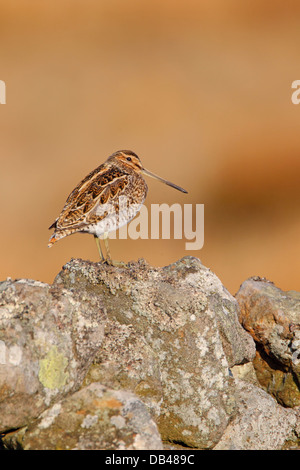 A Common Snipe, Gallinago gallinago drumming in display flight, at Loch ...