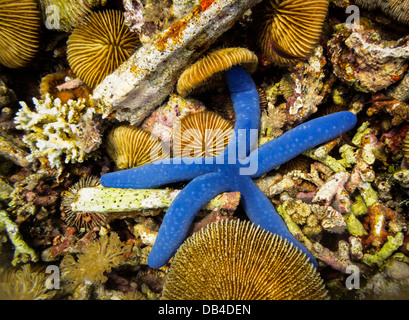 BRIGHT BLUE STARFISH. Linckia laevigata PHYLUM ECHINODERMATA. CLASS ...