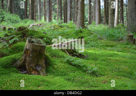 Old stamp in a moss Stock Photo - Alamy