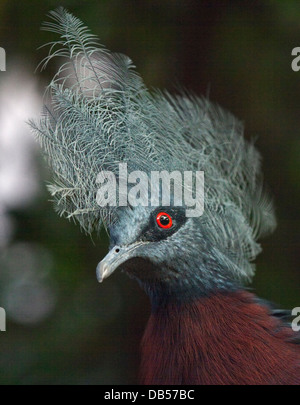 The Southern Crowned Pigeon, also Scheepmaker's crowned pigeon or Goura ...