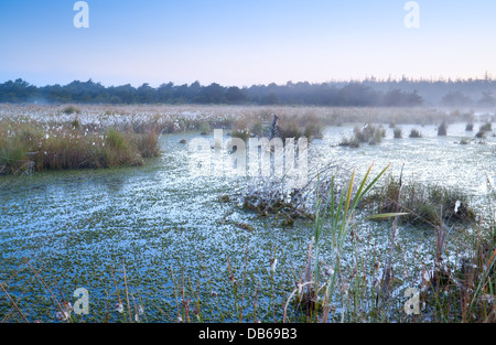 Morning landscape with fog over swamp river and old tree with thickets ...