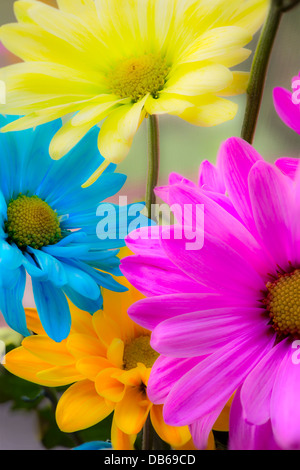 Closeup of beautiful Mum or Chrysanthemum flowers blooming in the ...