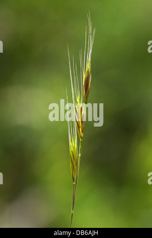 Squirrel-tail Fescue - Vulpia bromoides Stock Photo - Alamy