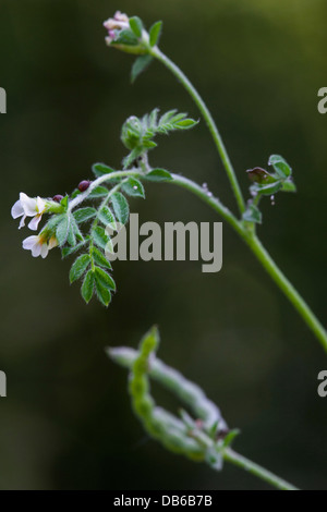 Bird's-foot (Ornithopus perpusillus) flowering, growing on sandy heath ...
