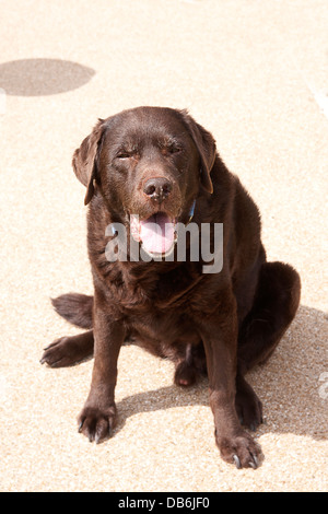 elderly liver labrador suffering from arthritis Stock Photo - Alamy