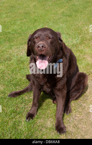 elderly liver labrador suffering from arthritis Stock Photo - Alamy