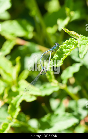 Adult ## damsel fly on ## Stock Photo - Alamy