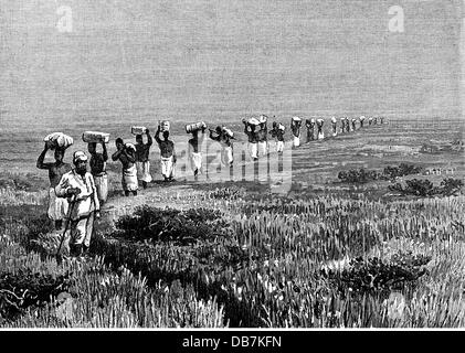 trade, transportation of goods, caravan in the North African desert ...
