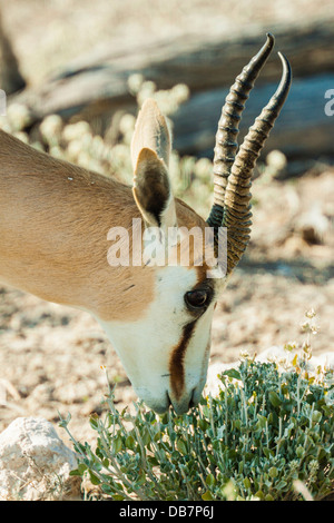 Side profile of a Springbok Stock Photo - Alamy