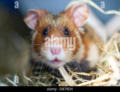 A common hamster (lat.: Cricetus cricetus) sits in a cage in the ...