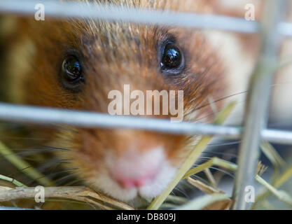 A common hamster (lat.: Cricetus cricetus) sits in a cage in the ...