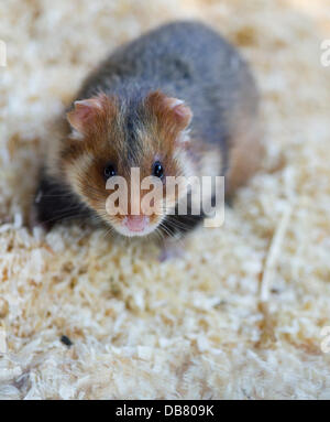 A common hamster (lat.: Cricetus cricetus) sits in a cage in the ...
