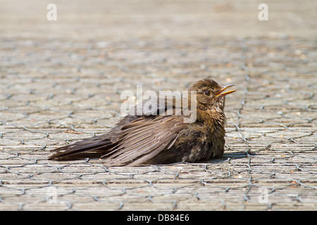 Female Blackbird sunbathing Stock Photo - Alamy