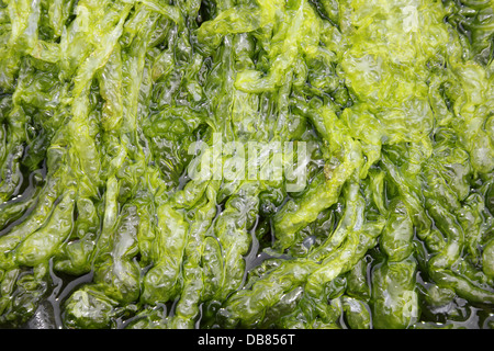 The green algae gutweed Ulva intestinalis Stock Photo - Alamy