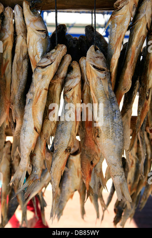 Bokkoms (dried fish) West Coast South Africa hanging in bunches at a ...