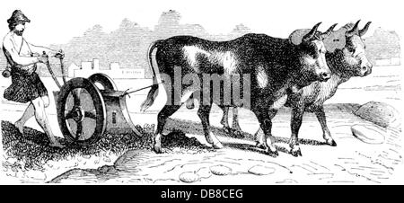 agriculture,farm labour,field,plough with span of oxen,after Anglo ...