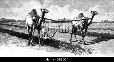 agriculture, agricultural work, plowing, plough drawn by hand, circa ...