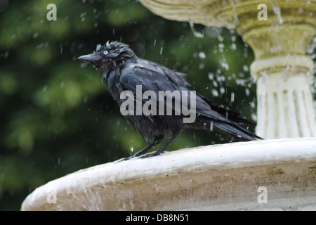 Crow Taking A Bath Stock Photo - Alamy