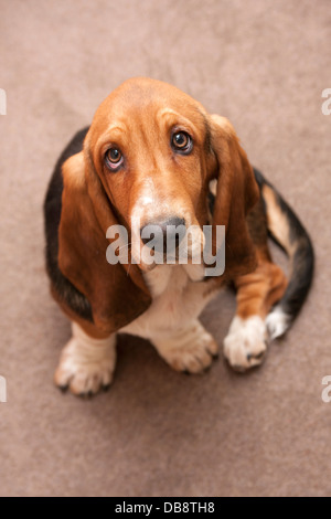 Bassett hound portrait Stock Photo - Alamy