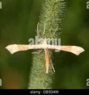 The tiny Yarrow Plume moth (Gillmeria pallidactyla) in fine macro ...