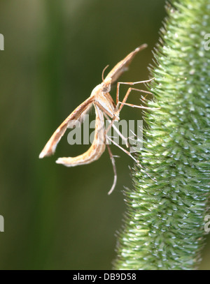 The tiny Yarrow Plume moth (Gillmeria pallidactyla) in fine macro ...