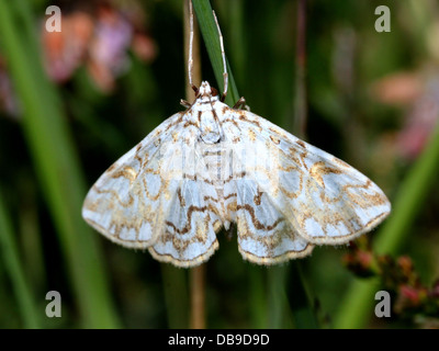 West European Brown China-Mark moth (Elophila nymphaeata Stock Photo ...