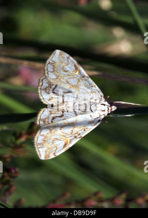 Brown China-mark moth (Elophila nymphaeata) resting on rushes beside a ...