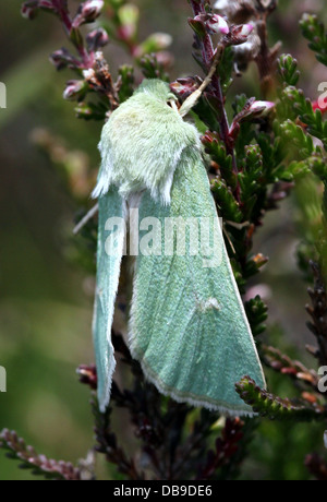 The rare Burren Green Moth (Calamia tridens) in various poses in fine ...