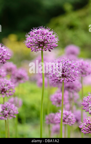 Persian shallot (Allium stipitatum Stock Photo - Alamy