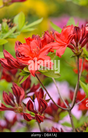 Mollis Azalea (Rhododendron x mollis) Red azaleas in the beautiful ...