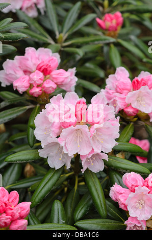 Yakushima rhododendron (Rhododendron degronianum subsp. yakushimanum ...