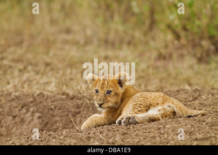 Lion cub, outside den Stock Photo - Alamy