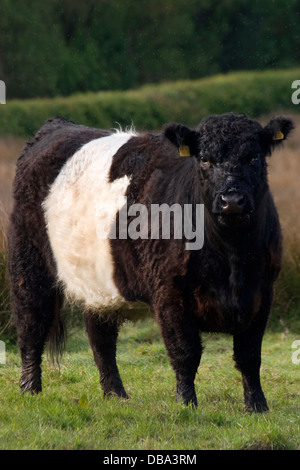 Belted Galloway rare breeds cow Stock Photo - Alamy