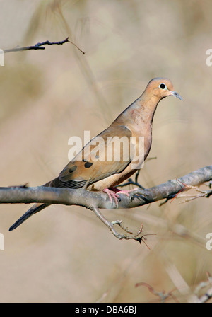 Mourning dove, Zenaida macroura 1,4, pink-headed fruit dove, Ptilinopus ...