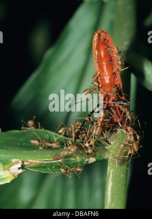insects in the Nepal jungle near Chitwan National Park Stock Photo - Alamy