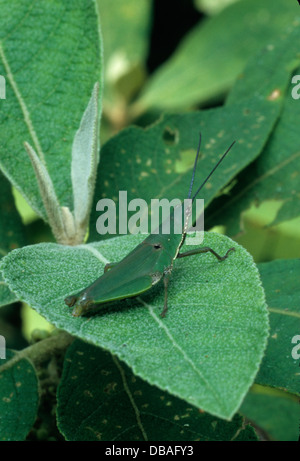 insects in the Nepal jungle near Chitwan National Park Stock Photo - Alamy
