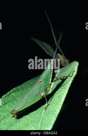 insects in the Nepal jungle near Chitwan National Park Stock Photo - Alamy