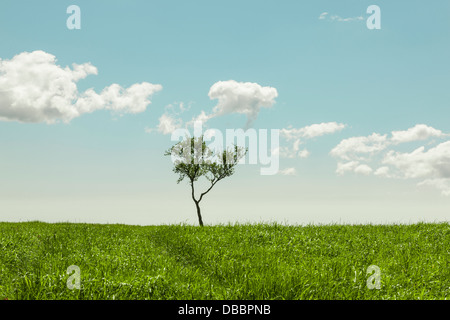 tree on the grassy meadow in mountains. beautiful scenery in early ...