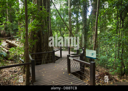 Rainforest walk in Springbrook National Park, Gold Coast Hinterland ...