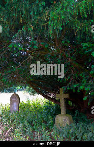 Yew tree in church yard wood trimmed from ancient tree Stock Photo - Alamy